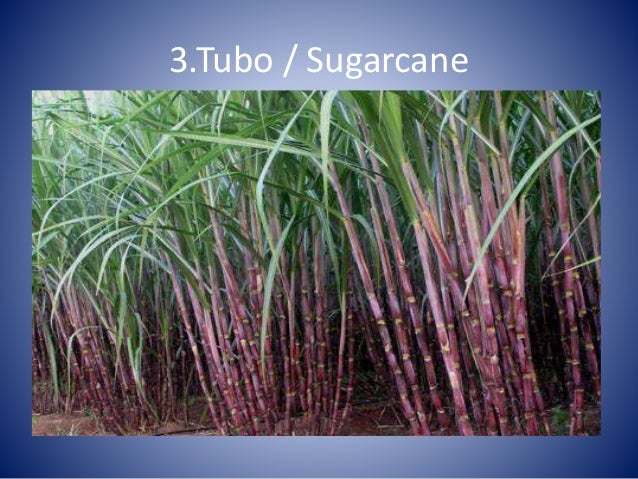 Mga halaman at hayop sa pilipinas powerpoint