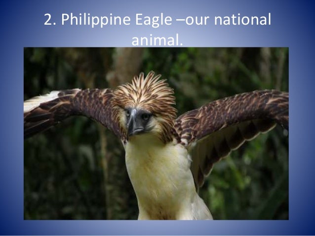 Mga halaman at hayop sa pilipinas powerpoint