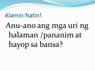 Mga hayop at pananim sa bansa | PPTX