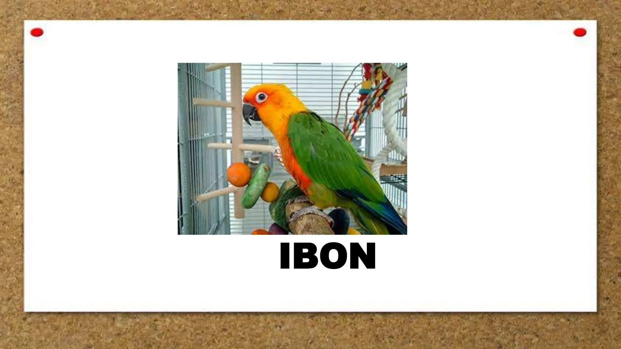 Mga Hayop Na Inaalagaan sa loob ng Bahay.pptx