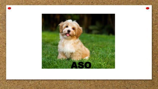 Mga Hayop Na Inaalagaan sa loob ng Bahay.pptx