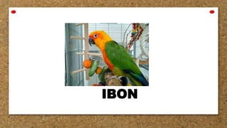 Mga Hayop Na Inaalagaan sa loob ng Bahay.pptx