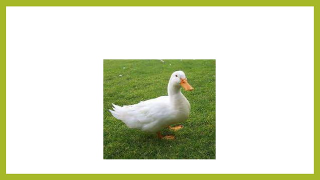 Mga hayop na maaring alagaan sa tahanan.pptx