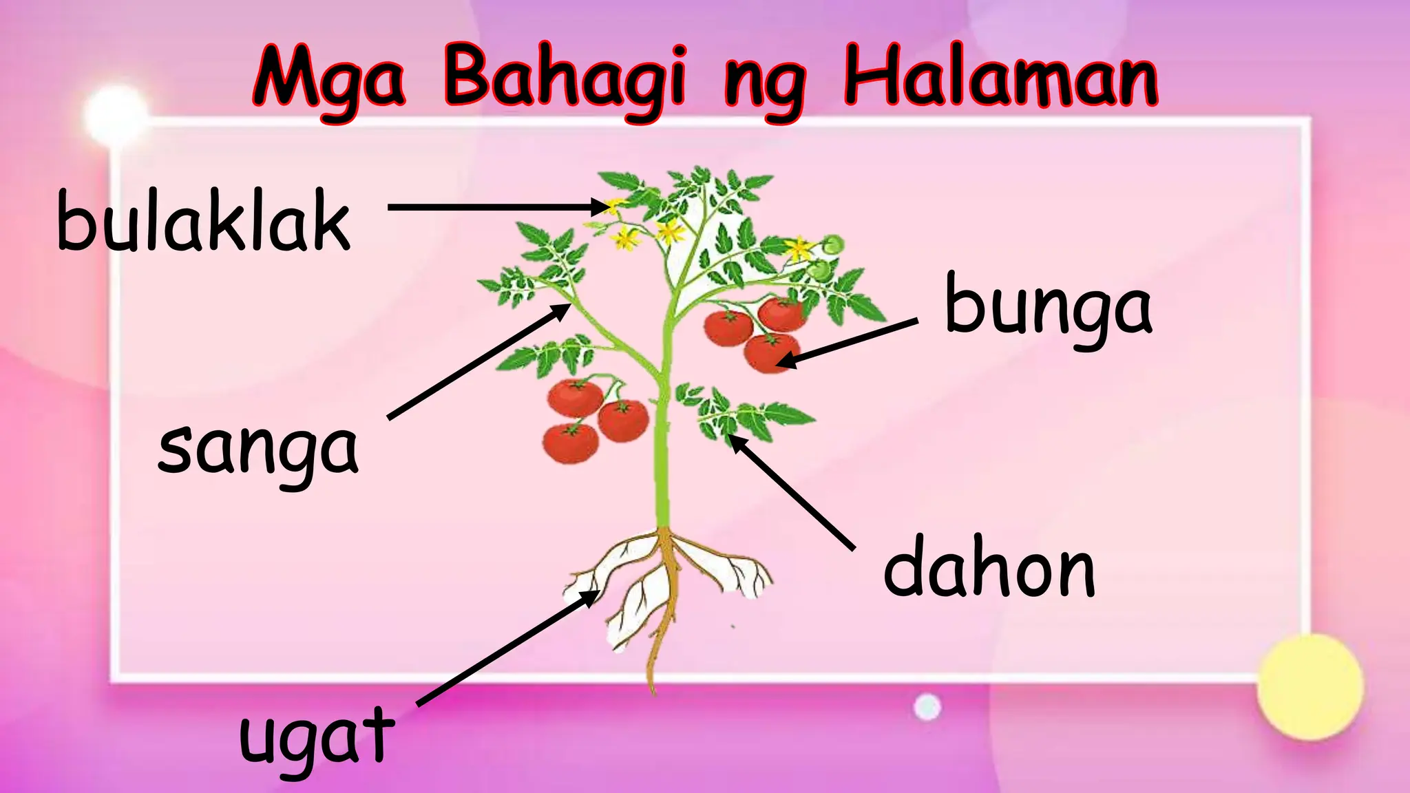 MGA IBA’T IBANG BAHAGI NG HALAMAN (2).pptx