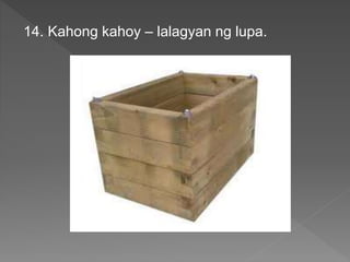Kahong Kahoy Sa Paghahalaman