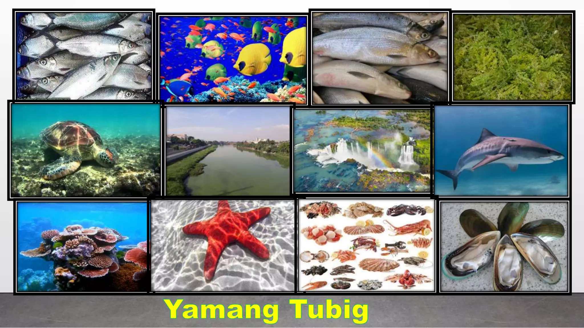 Yamang Tubig Na Matatagpuan Sa Pilipinas Topograpiya Ng Bansa Grade IV