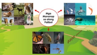 Mga Mananap sa atong Palibut - Kindergartenb 2.pptx