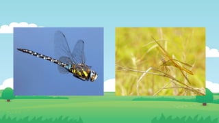 Mga Mananap sa atong Palibut - Kindergartenb 2.pptx