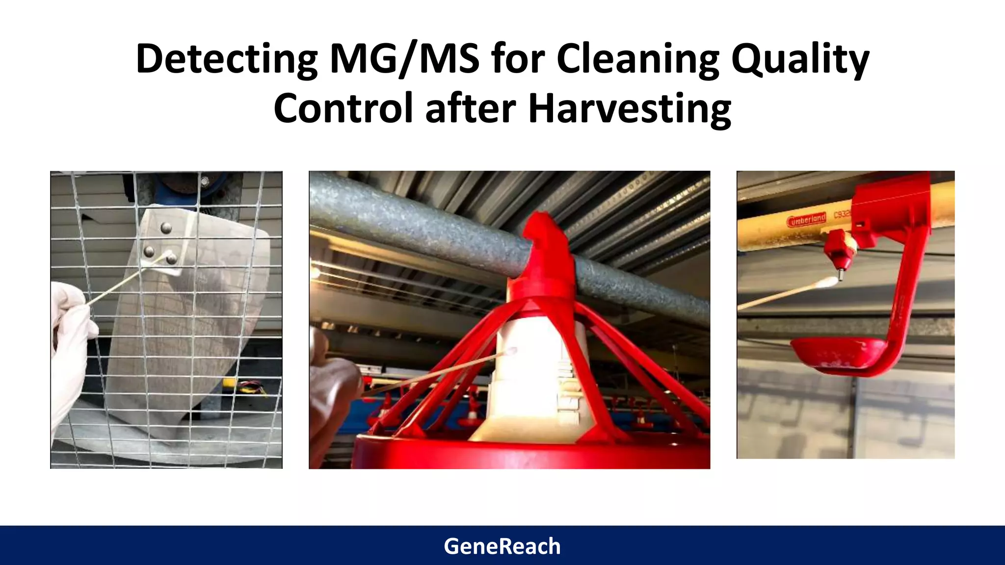 A Fully Automated POCKIT Central PCR System Detects Mycoplasma ...