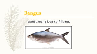Pambansang Isda Ng Pilipinas