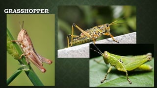 Mga peste sa halaman | PPTX