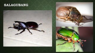 Mga peste sa halaman | PPTX