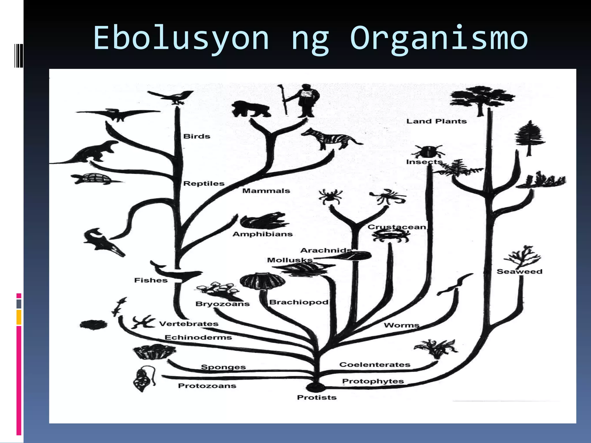 Mga teorya tungkol sa pinagmulan ng tao | PPT