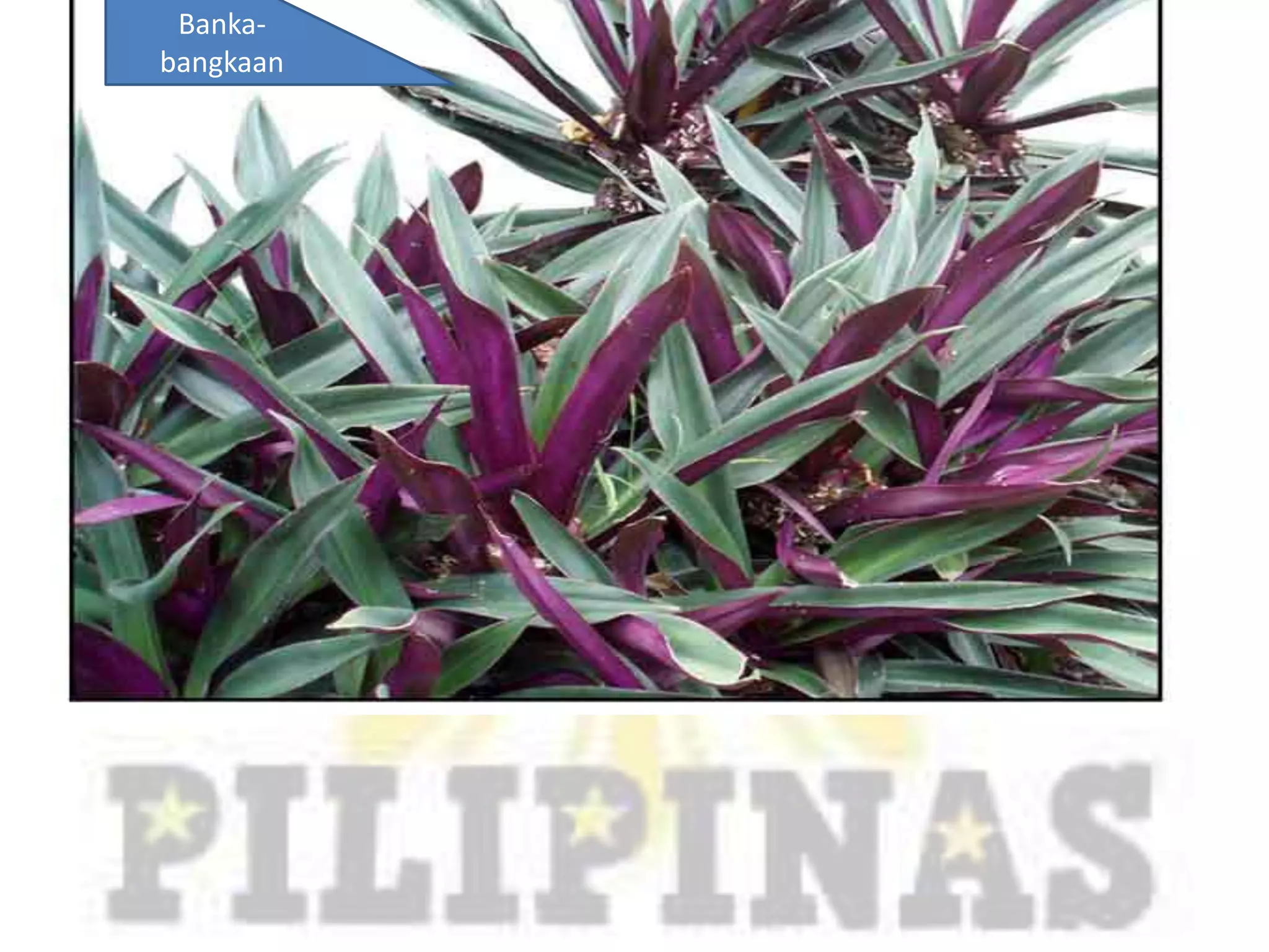 Mga uri ng Halaman sa Pilipinas ( Grade 4 ) | PPTX