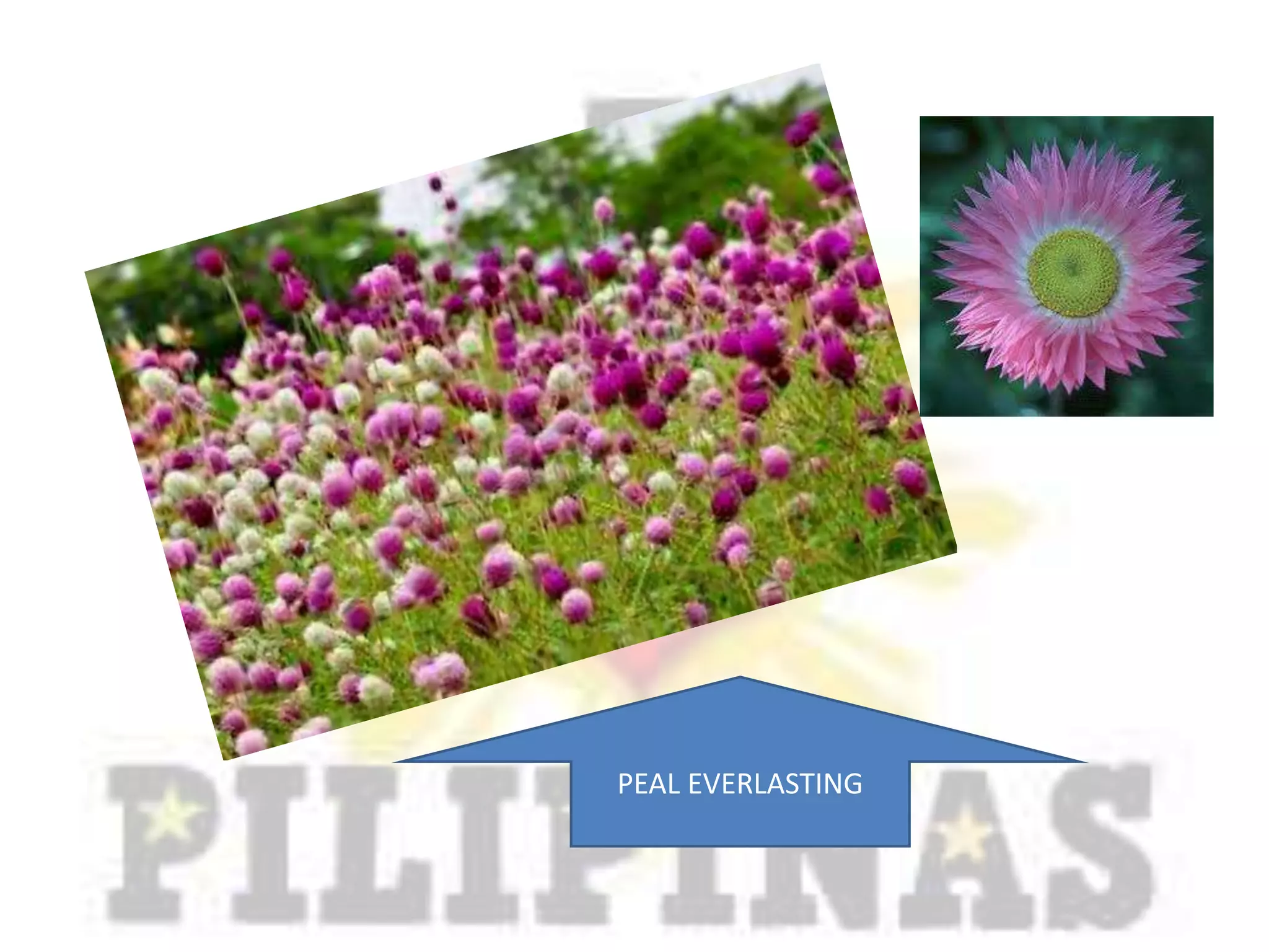 Mga uri ng Halaman sa Pilipinas ( Grade 4 ) | PPTX