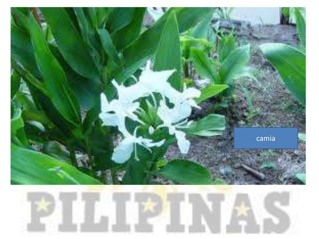 Mga uri ng Halaman sa Pilipinas ( Grade 4 ) | PPTX