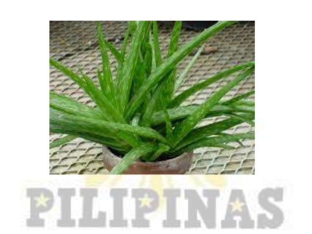 Mga uri ng Halaman sa Pilipinas ( Grade 4 ) | PPT