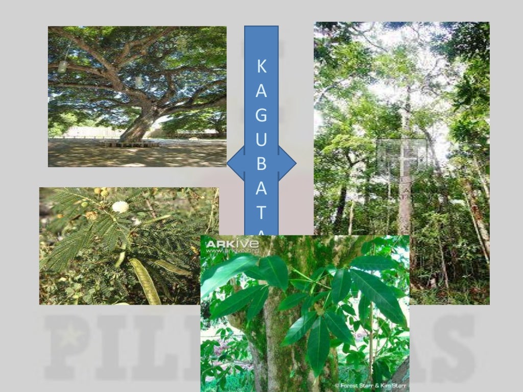 Mga Uri Ng Halaman Sa Pilipinas Grade 4 – Pixilateddesign