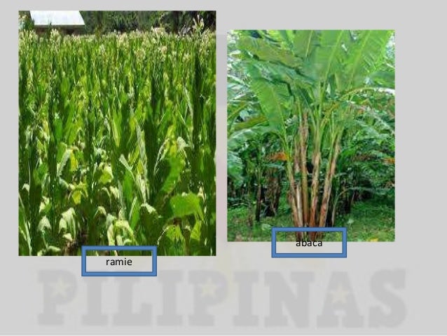 Mga uri ng Halaman sa Pilipinas ( Grade 4 )