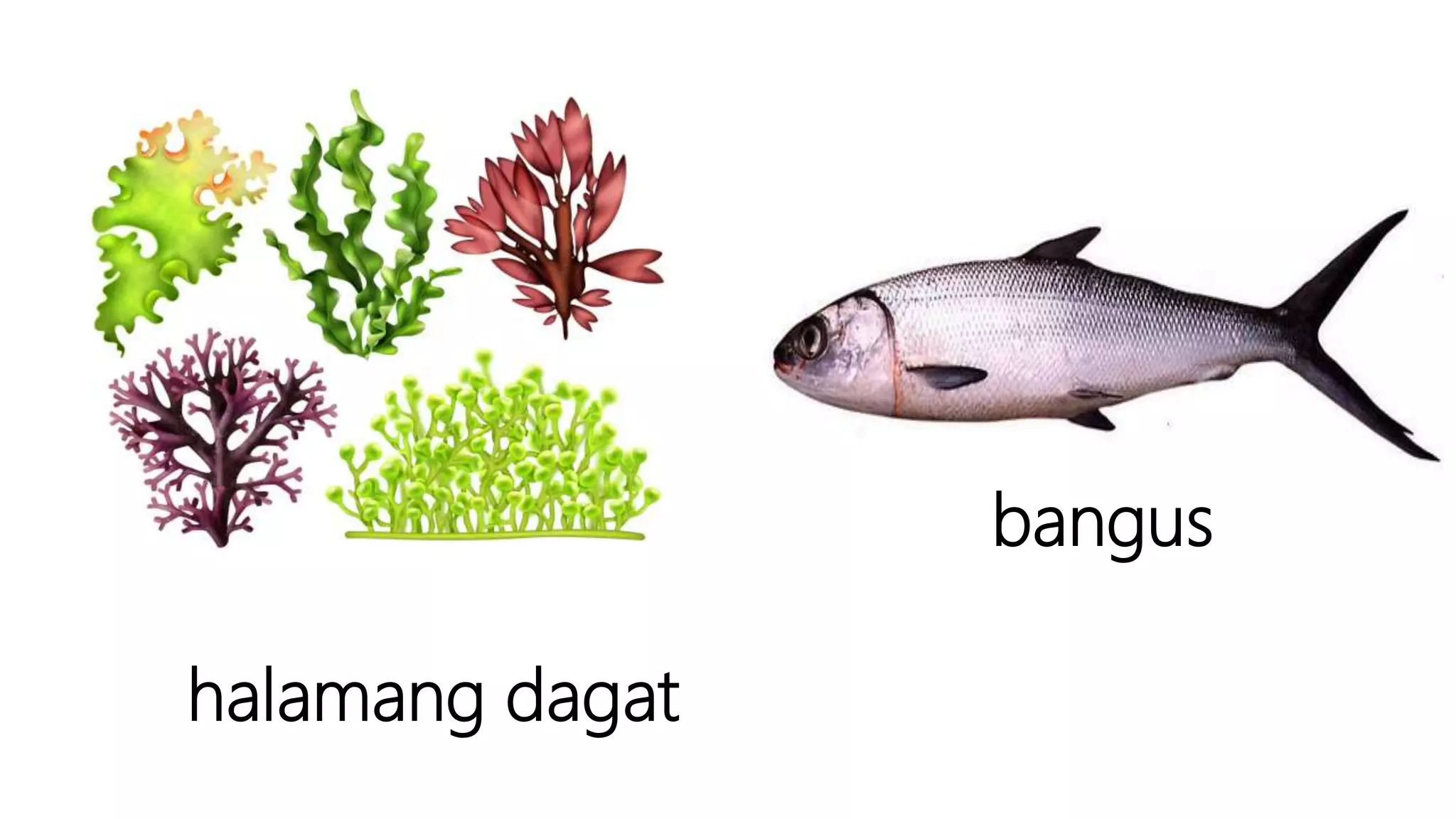 Mga Yamang Tubig | PPTX