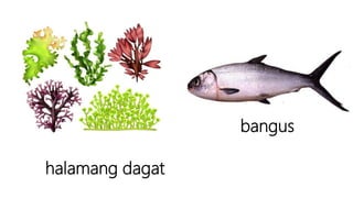 Mga Yamang Tubig | PPT