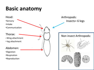 Basic Entomology