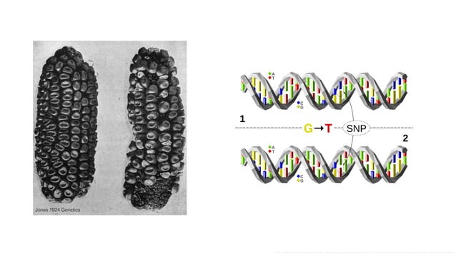 A bad genetic history of maize | PPT