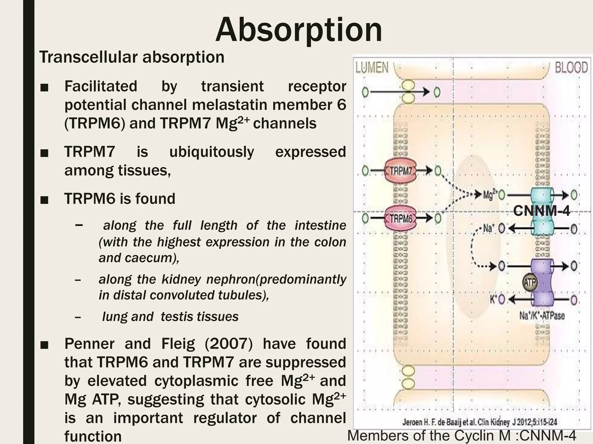 Magnesium for class | PPTX