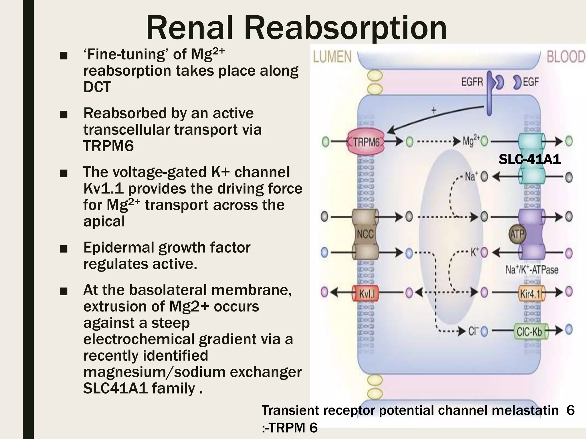 Magnesium for class | PPTX