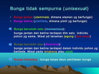 Mgg 3 morfologi phn | PPT