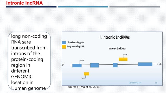 Long non coding RNA and Their clinical perspective | PPT