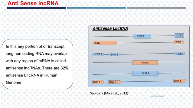 Long non coding RNA and Their clinical perspective | PPT