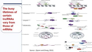 Long non coding RNA and Their clinical perspective | PPT