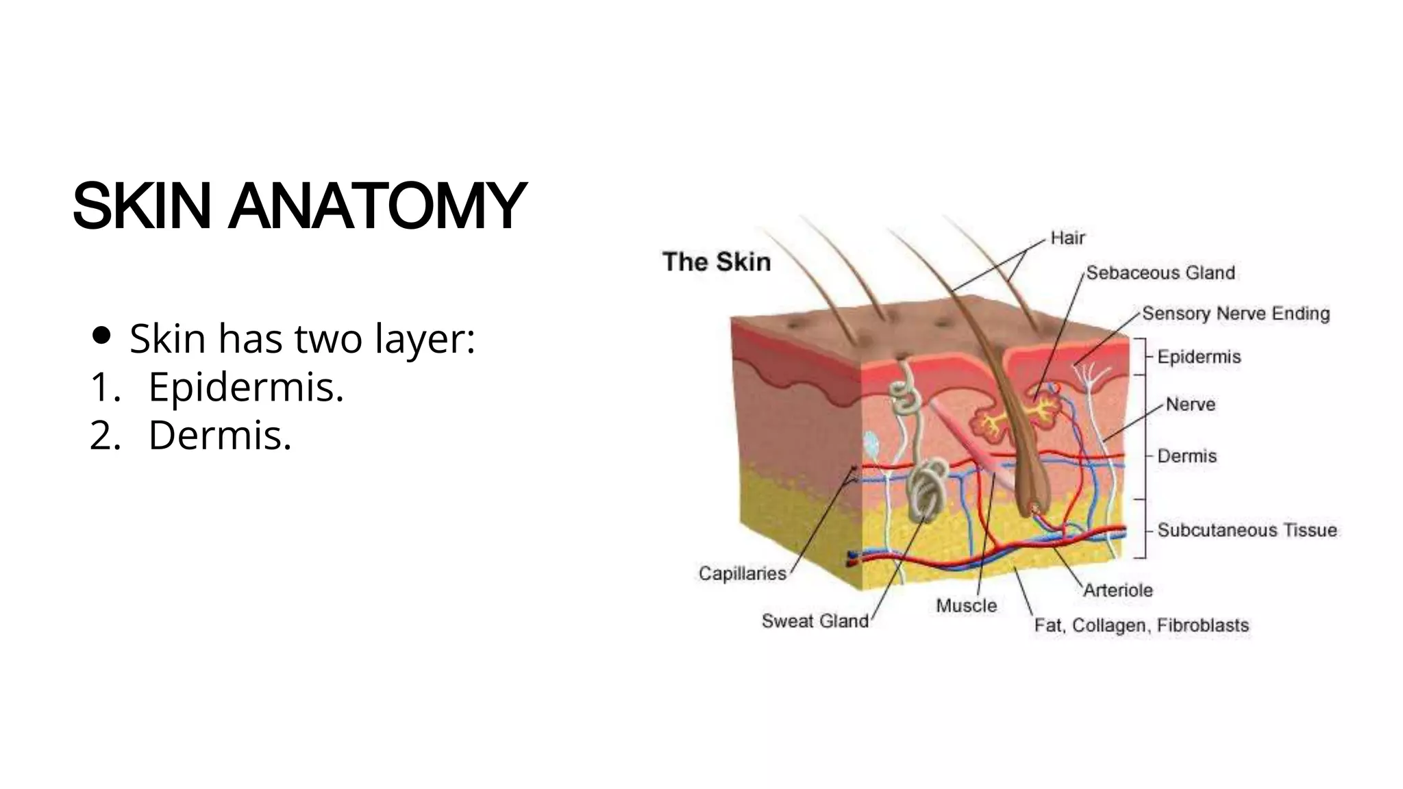 Different types of Skin graft & flap.pptx