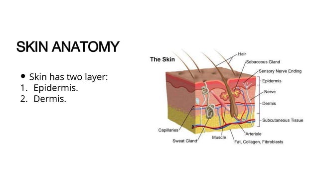 Different types of Skin graft & flap.pptx