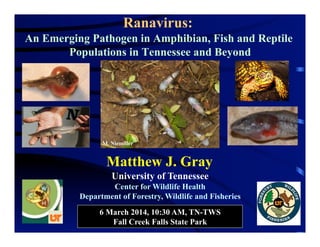 Ranavirus: an emerging pathogen in amphibian, fish and reptile ...