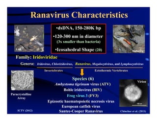 Ranavirus: an emerging pathogen in amphibian, fish and reptile ...