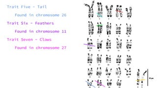Karyotypes | PPT | Free Download