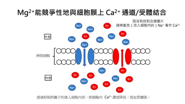 硫酸鎂(MgSO₄) 在氣喘治療的作用機轉 ( The Mechanism of Action of Magnesium Sulfate ...