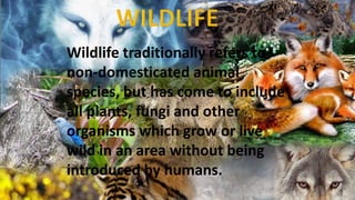 "WILDLIFE BIOLOGY OF ANIMALS AND BIRDS IN THE MANGROVE ECOSYSTEMS" | PPTX
