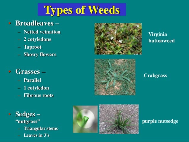 Wide World of Weeds, Dr. Ron Strahan, LSU AgCenter