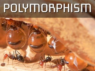 Decompiling Agile | PPT