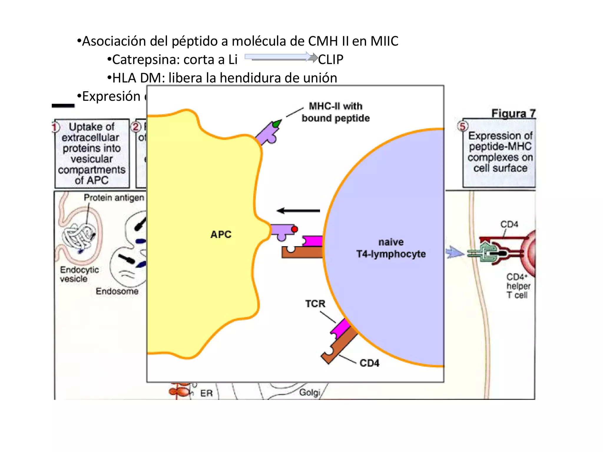 Complejo Mayor de Histocompatibilidad | PPT