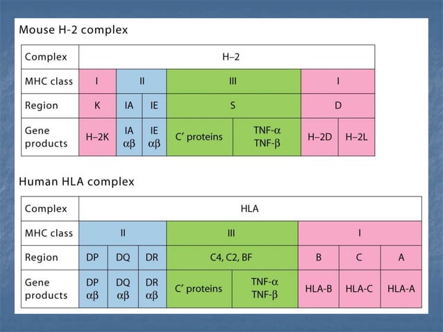 Major histocompatibility complex