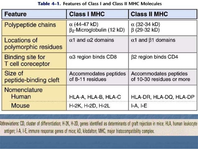 Major histocompatibility complex