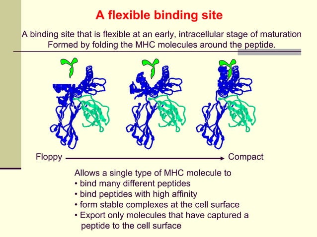 Major Histocompatibility Complex | PPT