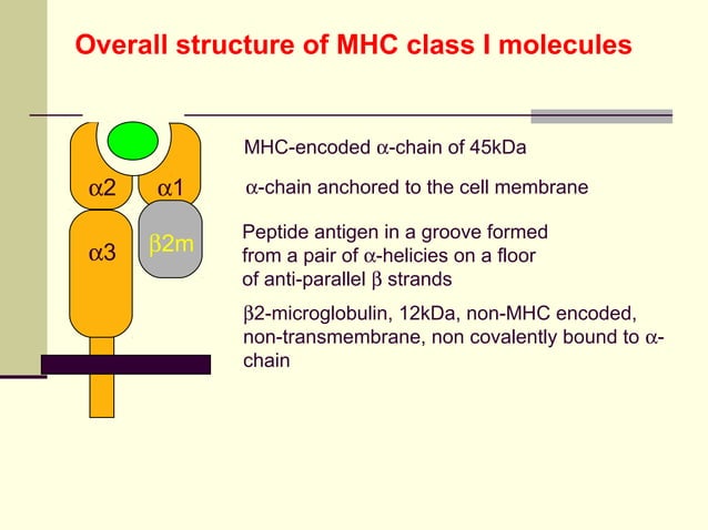 Major Histocompatibility Complex | PPT