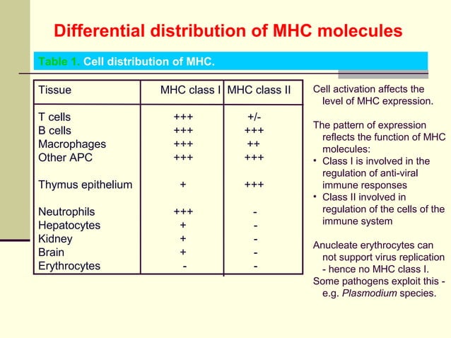 Major Histocompatibility Complex | PPT