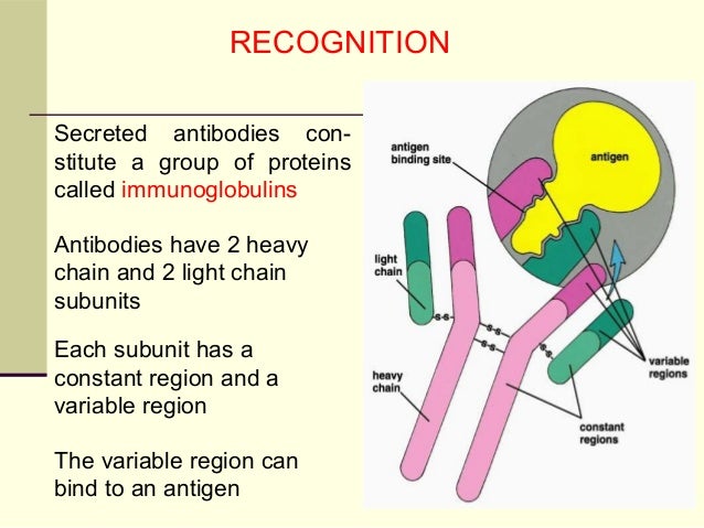 Major Histocompatibility Complex