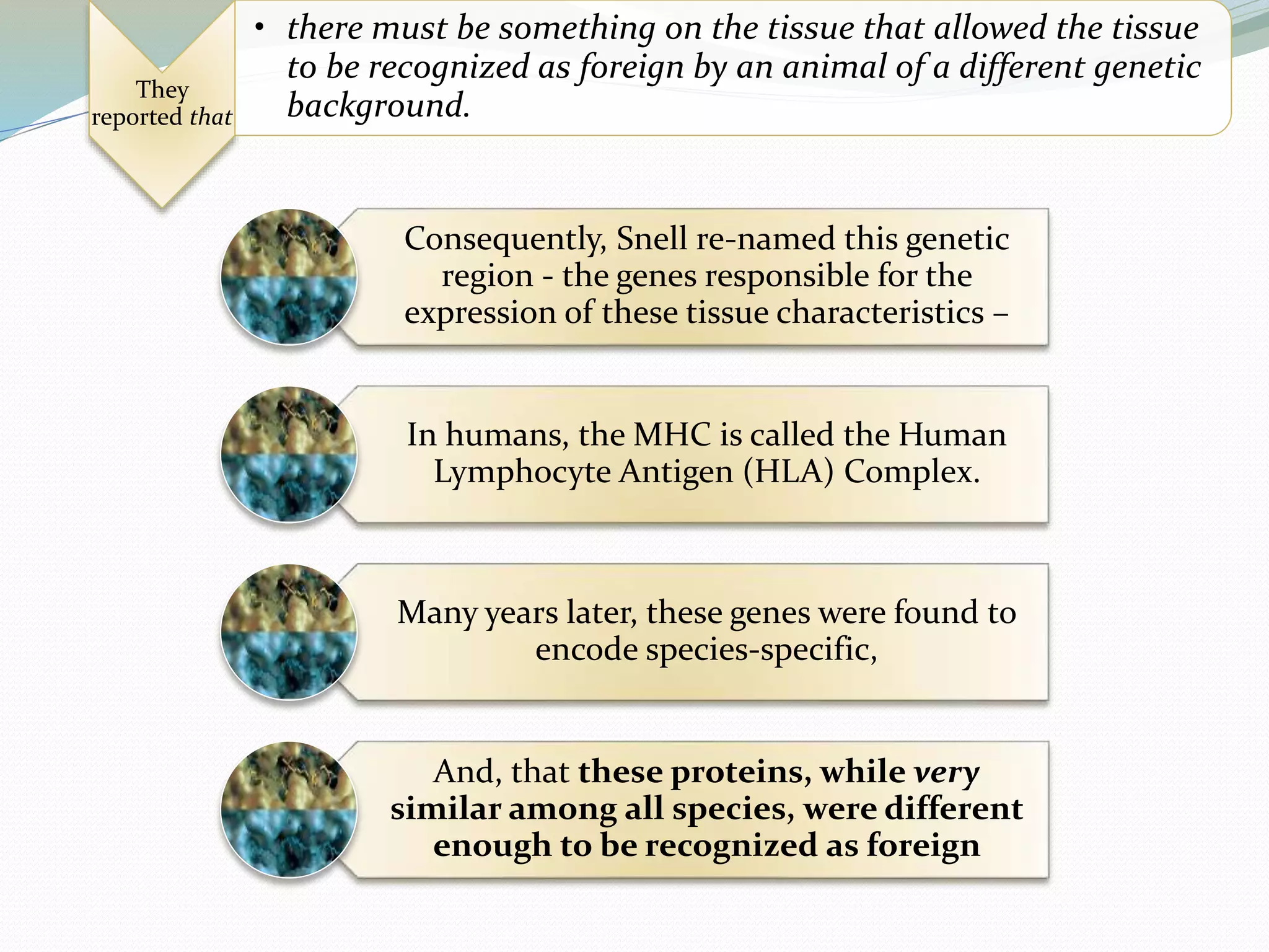 MHC: Major Histocompetability Complex | PPTX | Genetics | Science